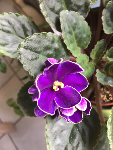 Growing African Violets: Workshop and Sale with Erna Maxwell 10/22/16 ...