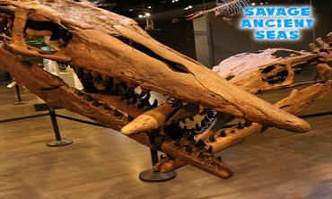 Savage Ancient Sea’s Exhibit Returns to Miami Seaquarium 3/8/19 – The ...
