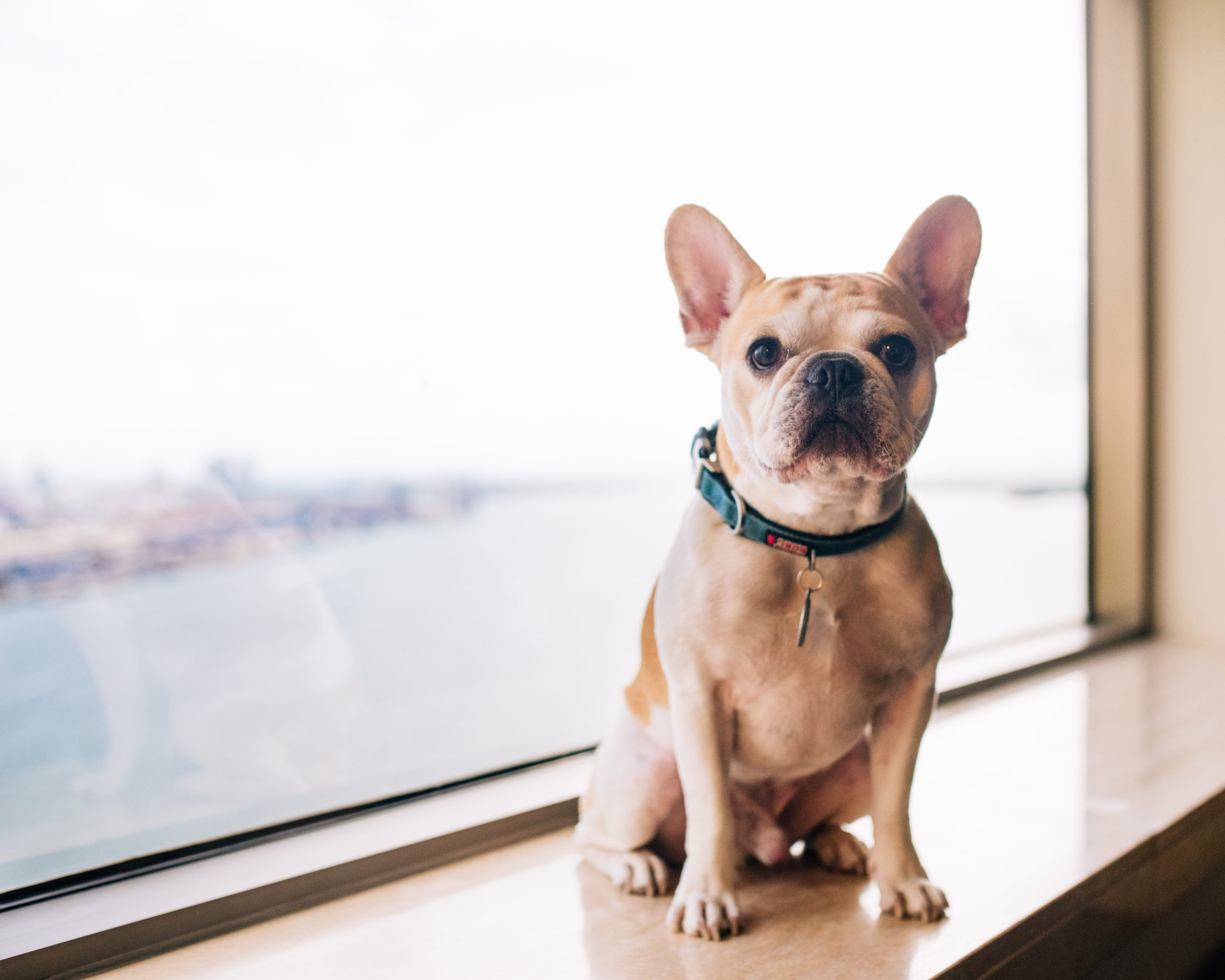 Paws Patio at InterContinental Miami 1/26/22 – The Soul Of Miami