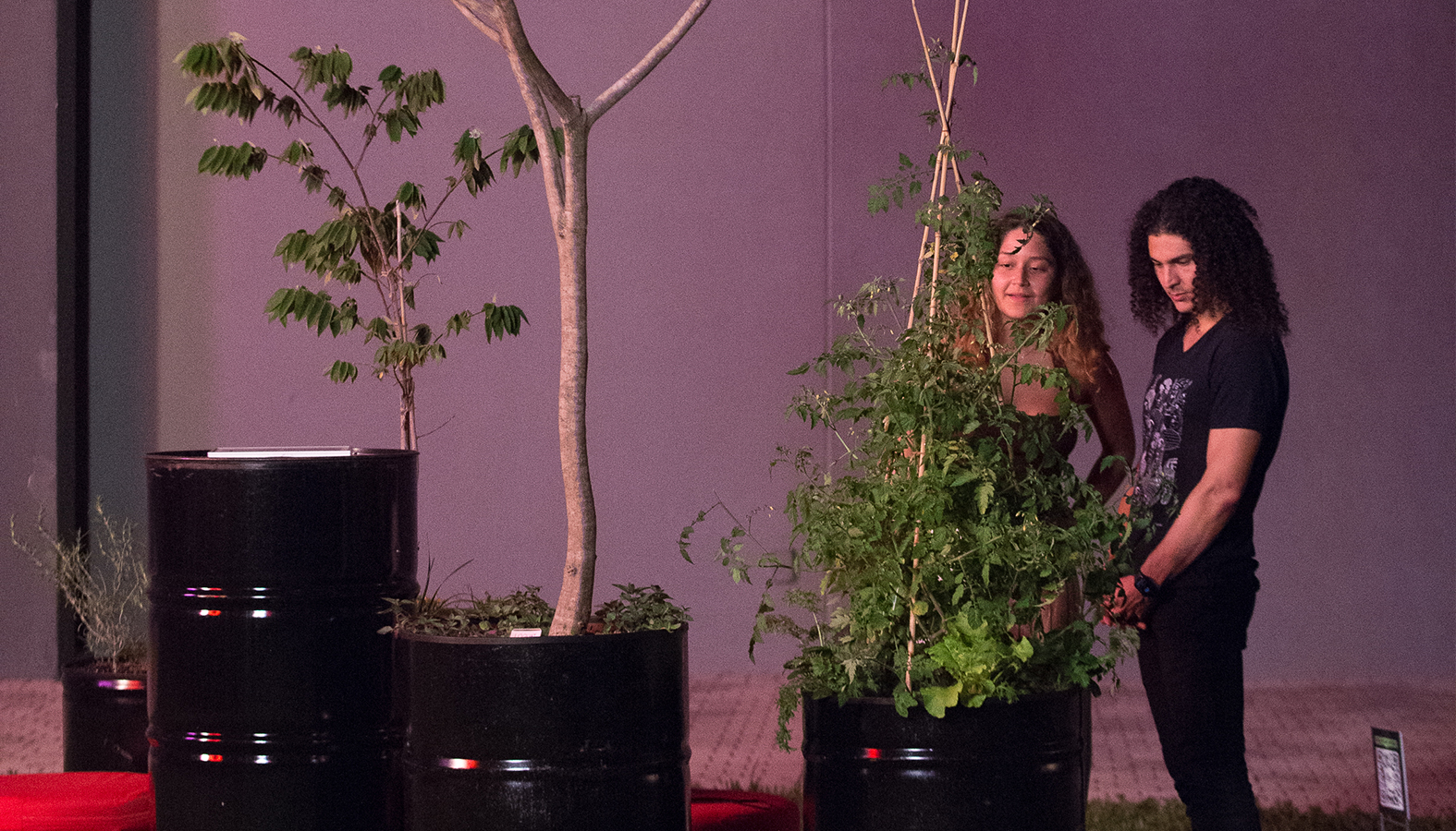 MOCA Makers: Growing Native Plants: A Victory Garden-inspired workshop ...
