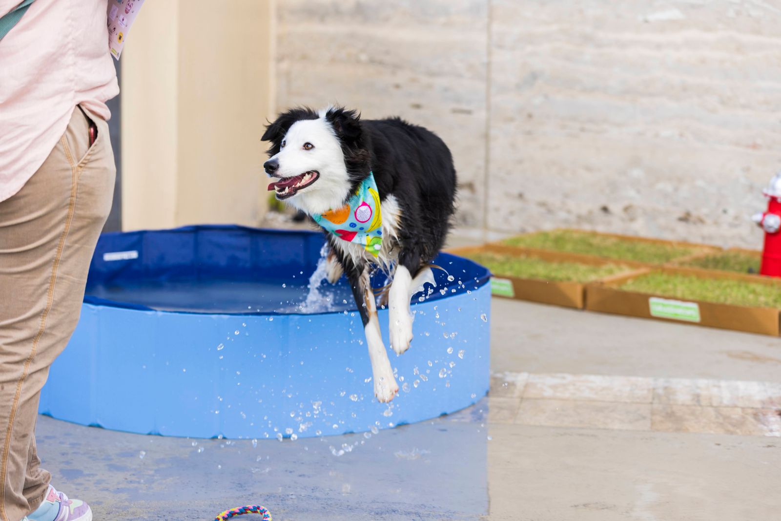 Paws Patio™: End of Summer Pawwty 9/13/25 – The Soul Of Miami