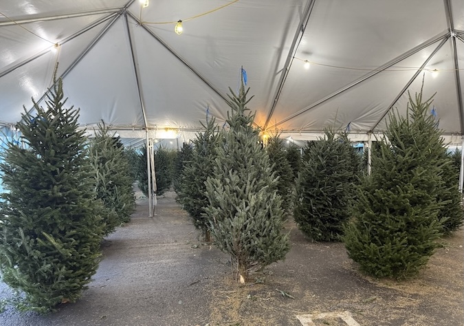 Thoma Bravo Christmas Tree Lot at Boys & Girls Clubs of Miami-Dade 11 ...